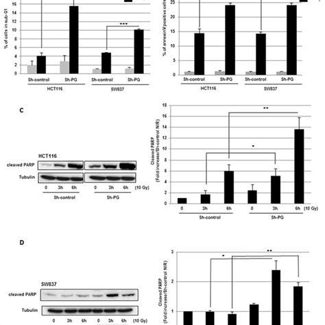 Targeting PG Gene In CRC Cell Lines Increases Radio Induced Apoptosis