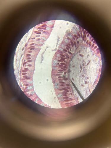 Bio Tissues Lab Practical Flashcards Quizlet