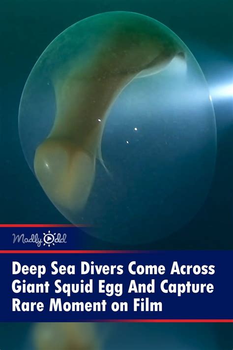 Deep Sea Divers Come Across Giant Squid Egg And Capture Rare Moment On