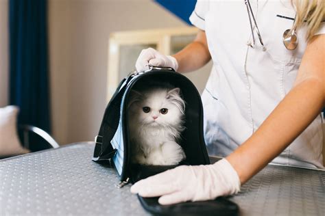 Cómo llevar al gato al veterinario sin que se estrese y sin pasarlo mal