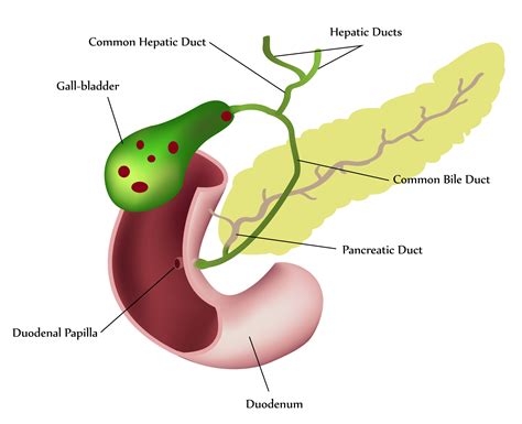 Gallbladder Stones Do I Need Surgery Welcome To Baliga Diagnostics