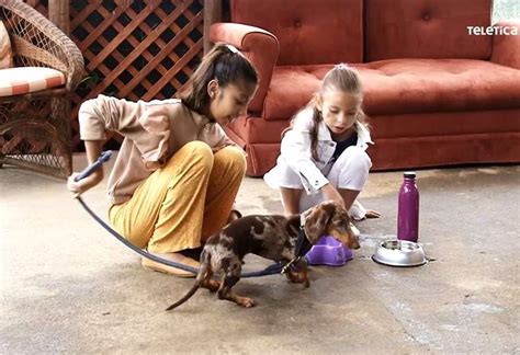 Conozca Las Razas De Perros Ideales Para Familias Con Ni Os Teletica