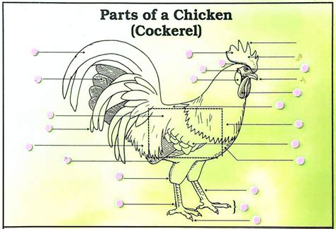 Parts Of A Chicken Diagram Quizlet
