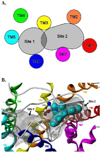 Figure 1 From Potential Modes Of Interaction Of 9 Aminomethyl 9 10