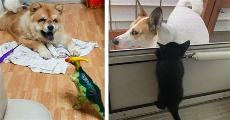 20 zwierzaków które wpadły w niezłe tarapaty Ratunku