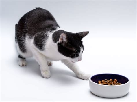 Penyebab Kucing Tidak Mau Makan Dan Cara Mengatasinya Alodokter