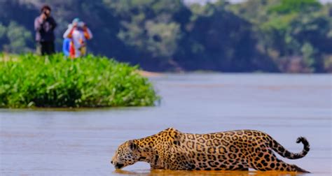 Safari Fotografico Pantanal Saiba Tudo Sobre Viagens Blog CVC