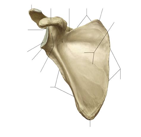 Scapula Anterior View Diagram Quizlet