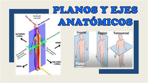 Planos Y Ejes Anat Micos Carla Udocz