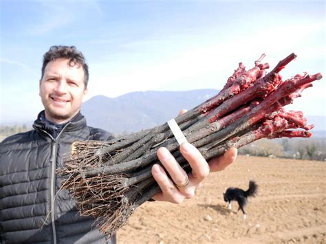 Une Plantation XXL Le Caveau Bugiste