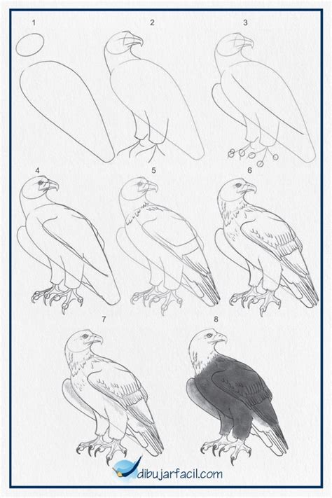 Aguila Dibujo Facil Dibujar Facil
