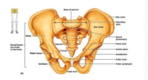 Pelvis Flashcards Quizlet
