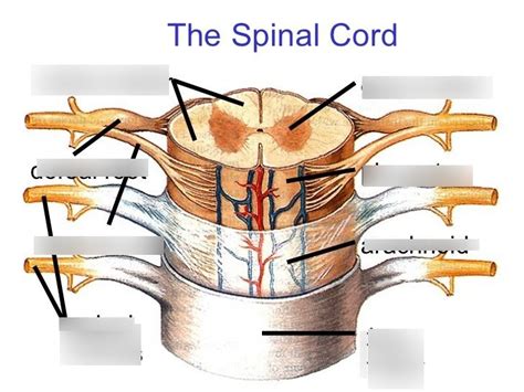 Spinal Cord Anatomy Diagram Quizlet