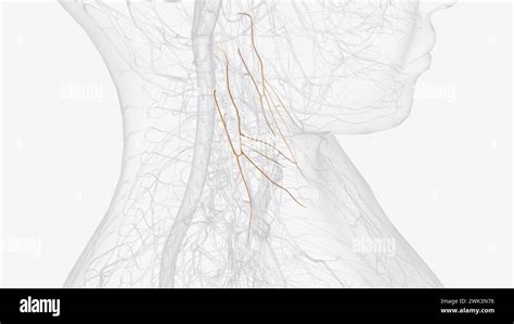 The Ansa Cervicalis Is A Loop Formed By Muscular Branches Of The