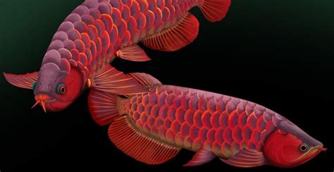 10 Jenis Ikan Arwana Dan Harganya Untuk Dipelihara Tokopedia Blog
