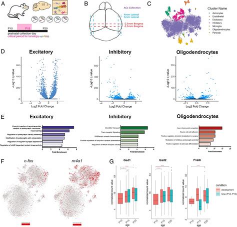 Single Nucleus RNA Sequencing Of Mouse Auditory Cortex Reveals Critical