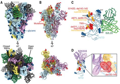 Structural Basis Of Sars Cov Omicron Immune Evasion And Receptor
