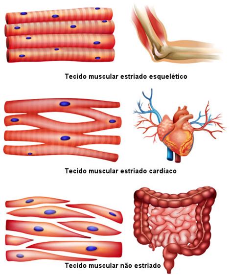 Sistema Muscular
