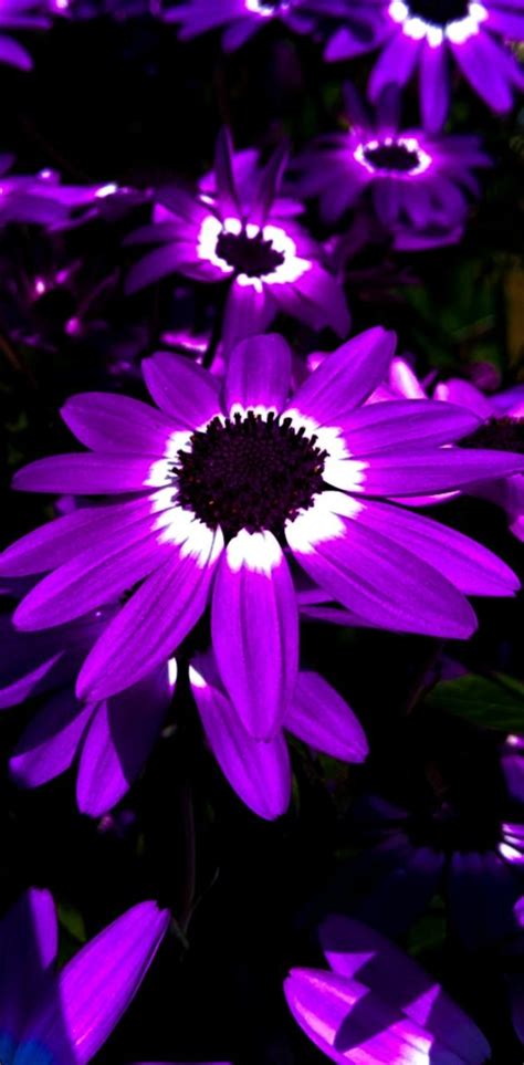 Aesthetic Flowers Purple Wallpapers Wallpaper Cave