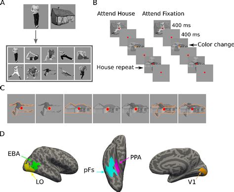 figure 1 from the normalization model captures the effects of object based attention in the