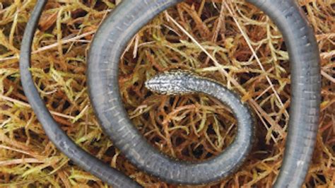 Por qué una nueva especie peruana de serpiente fue nombrada Harrison