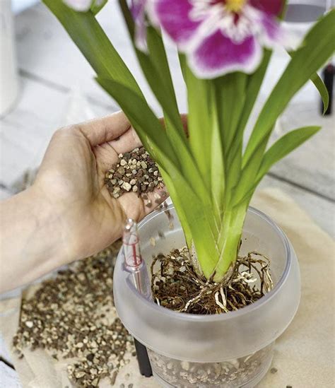 Cómo hacer que tus orquídeas vuelvan a florecer la guía paso a paso