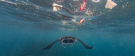 Plastikkrise Wie Plastikmüll im Meer ganze Ökosysteme bedroht WWF
