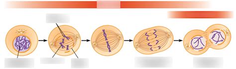 Mitosis Process Diagram Quizlet