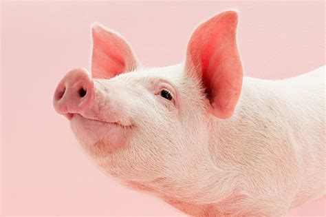Tải ngay hình ảnh con heo đẹp nhất nghênh đón tân xuân kỷ hợi GIÚP BẠN