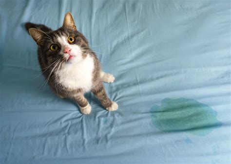 Urine de chat les astuces pour éliminer l odeur