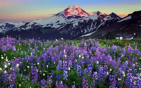 Printemps fleurs montagne Fond d écran Ultra HD