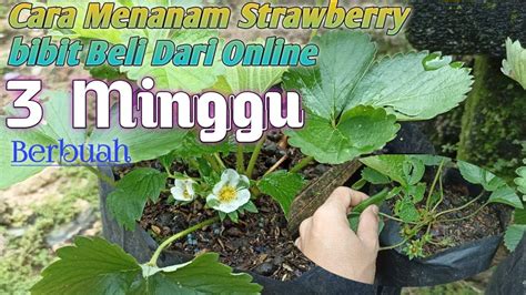 Cara Menanam Strawberry Beli Dari Online Cepat Berbuah YouTube