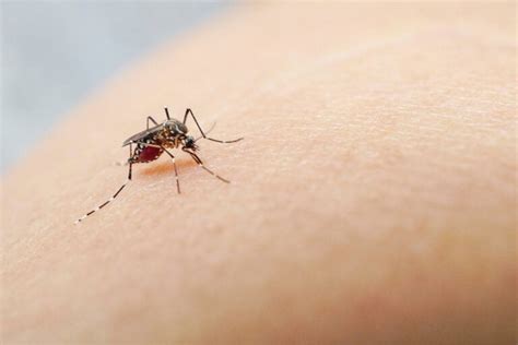 Dengue en niños síntomas causas y tratamientos Mejor con Salud