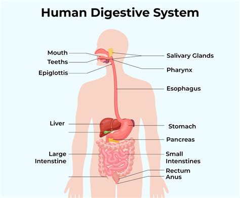Labelled Diagram Of Digestive System With Detailed Explanations
