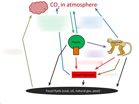 The Carbon Cycle Diagram Quizlet