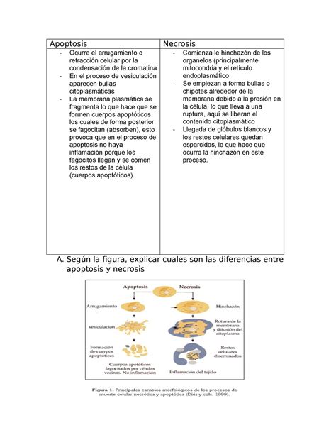 Apoptosis Y Necrosis Apoptosis Necrosis Ocurre El Arrugamiento O