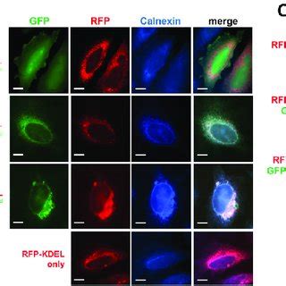 Ectopically Expressed LotB Interacts With B 0 COP And Localizes To