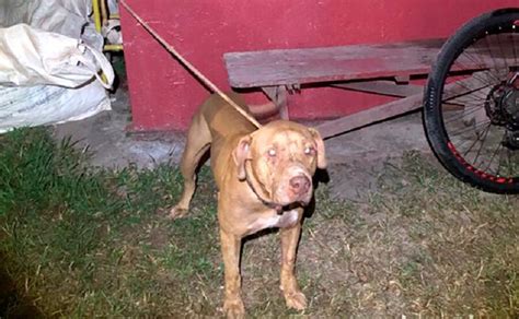 GUERREIRO Cão morreu ao proteger duas crianças de ataque de Pitbull