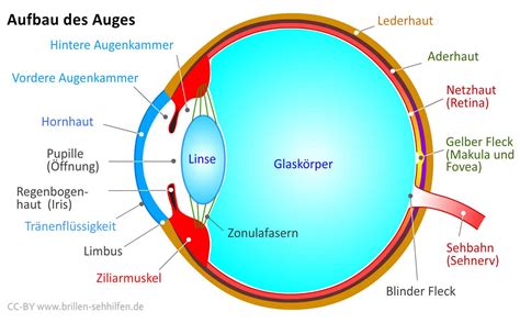 Aufbau Des Auges Inkl Grafik Und Video