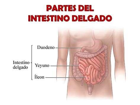 Anatom A Del Intestino Delgado Mejor Con Salud