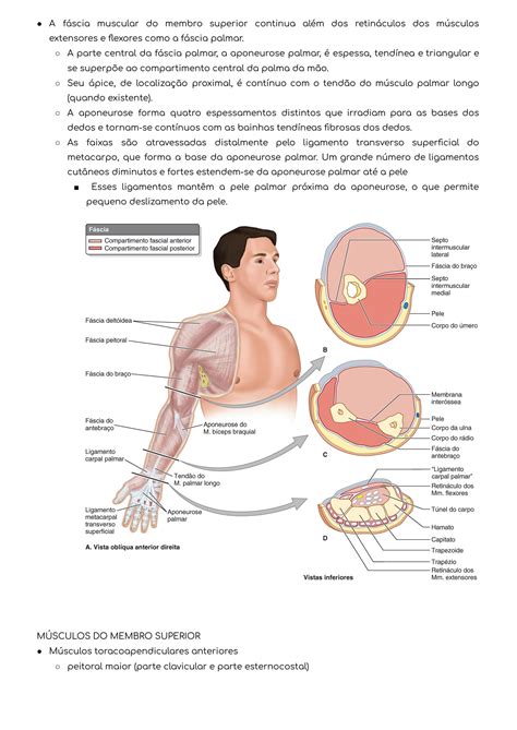 SOLUTION ANATOMIA Músculos e Fáscias do Membro Superior Studypool