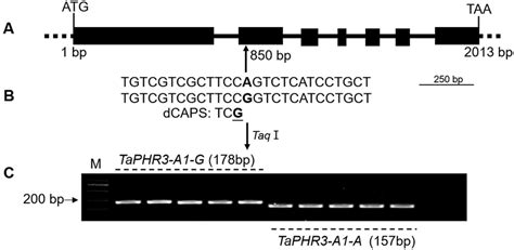 pcr amplification gene structure and sequence polymorphism of