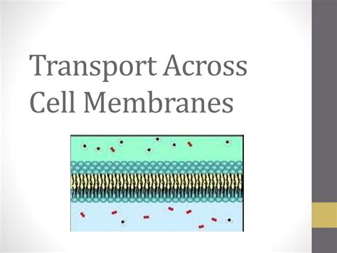 PPT Transport Across Cell Membranes PowerPoint Presentation Free