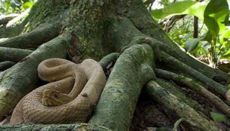 Fatos Sobre A Ilha Da Queimada Grande Maior Lar De Cobras Do Mundo