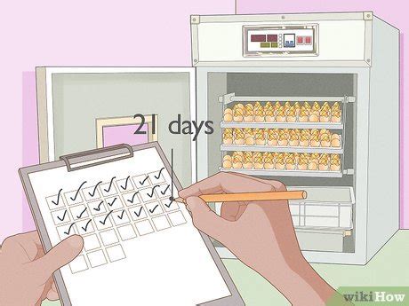 Ways To Hatch Chicken Eggs Wikihow