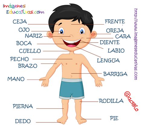 Las Partes Del Cuerpo En Espanol