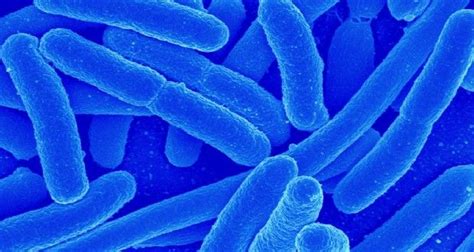 Lactobacillus Gastro Entérite Gut Flora Gut Bacteria Stomach