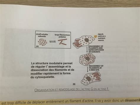 Ue Cytosquelette Cartes Quizlet