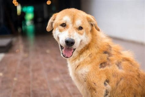 Por Qué Mi Cachorro Pierde El Pelo