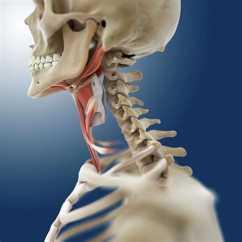 Neck Muscles Photograph By Springer Medizin Science Photo Library